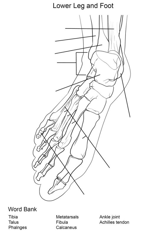 Anatomy Leg Muscles Coloring Worksheets Coloring Pages