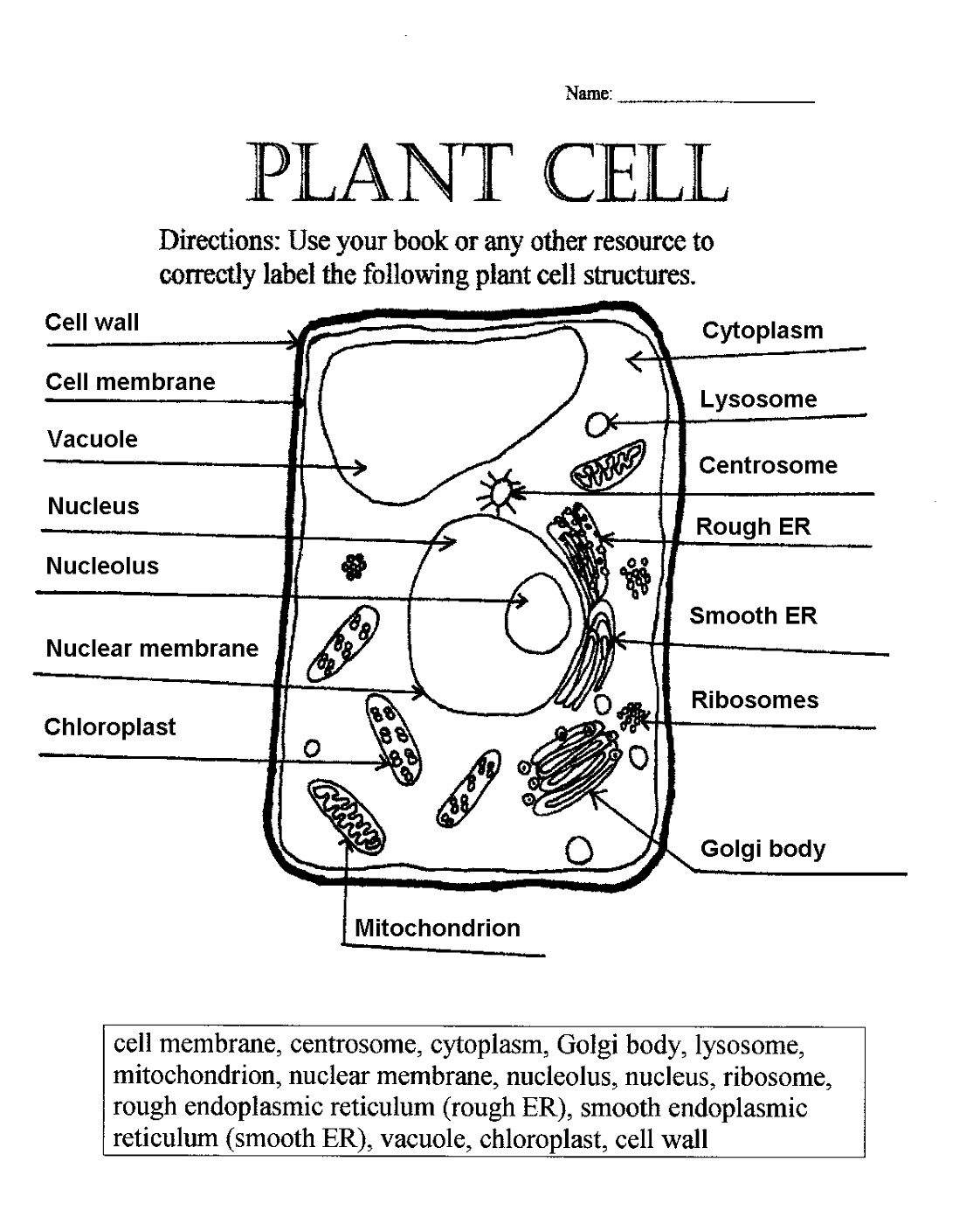Answer Key Plant Cell Coloring Answer Key Plant Cell Coloring